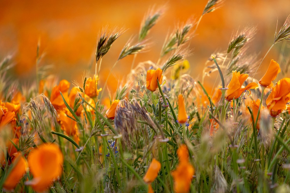 Biodiversity Net Gain Update biodiversity-net-gain-update